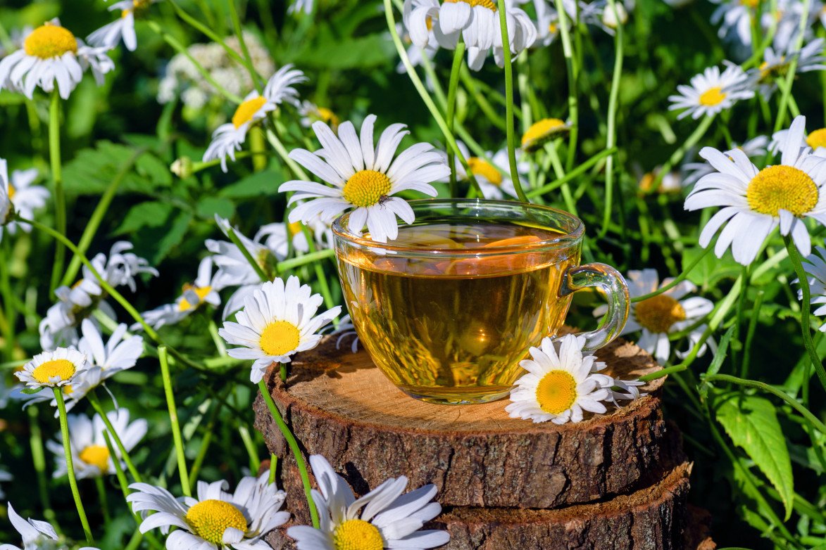 Thee planten kweken in je eigen tuin - Tuinonderhoud
