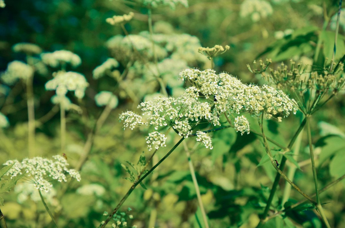 Hoe kun je zevenblad bestrijden? - Tuinonderhoud