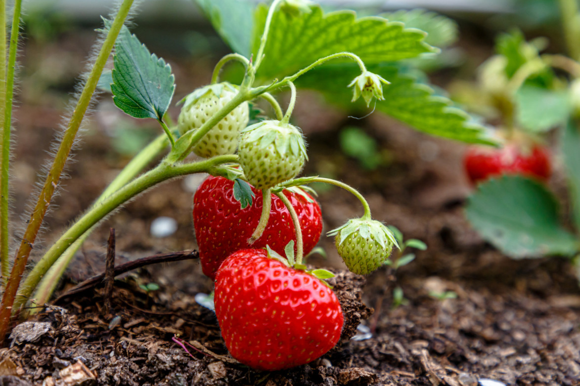 Wanneer kun je aardbeien planten? - Tuinonderhoud